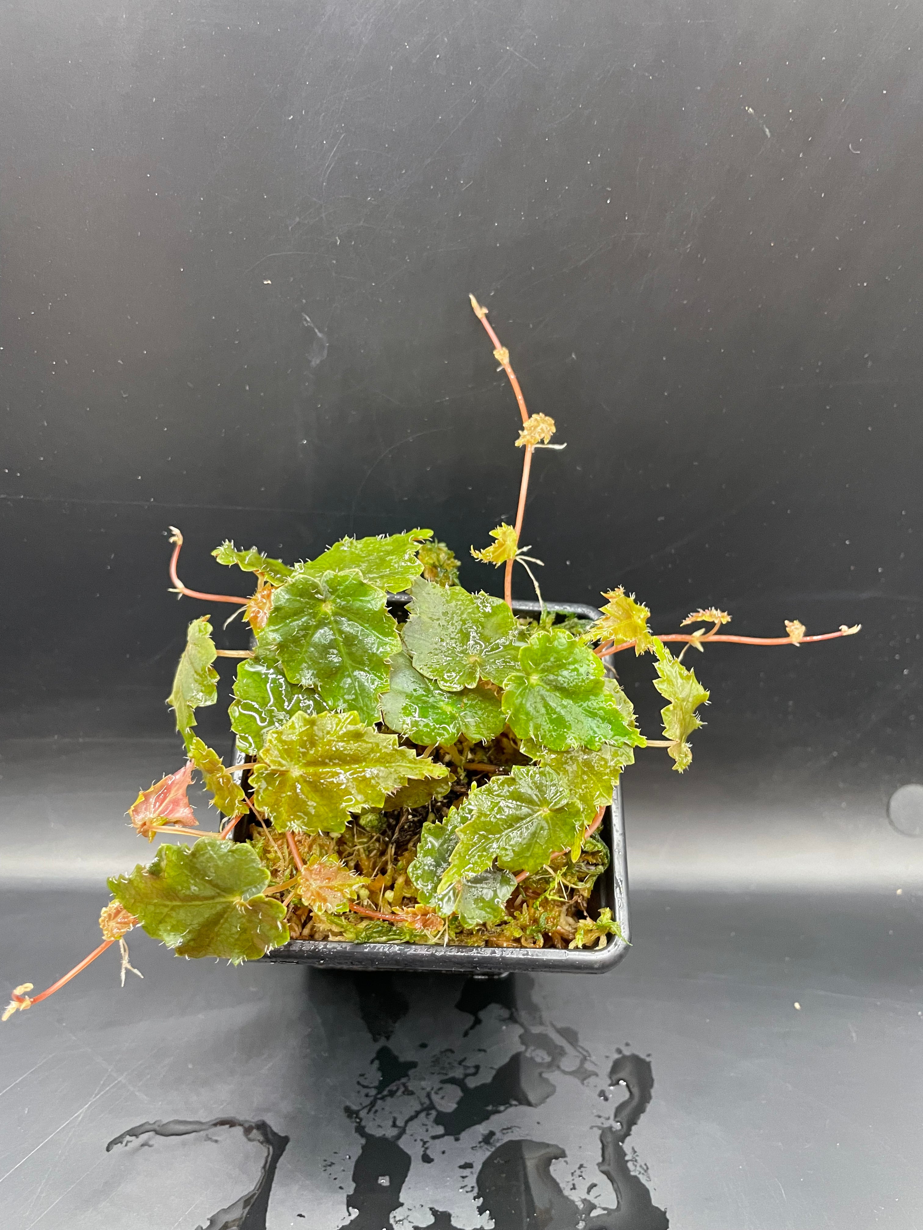 Begonia Lita – Rare Tropicals